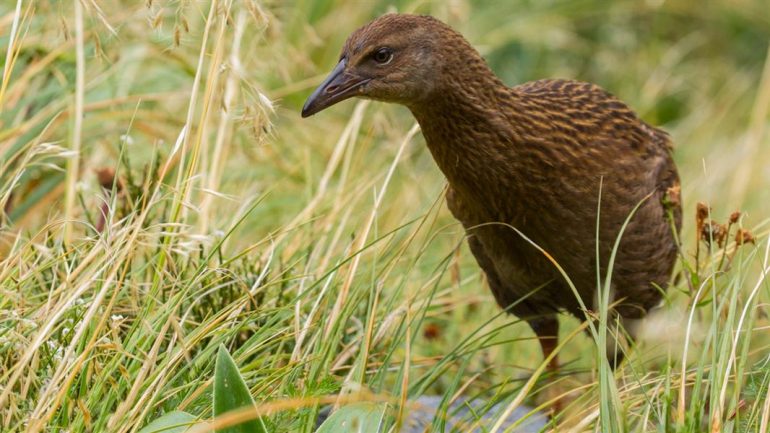 Meet Weka, The Wonderkid Of Machine Learning Software
