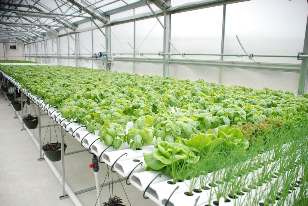 Farming/AI in Hydroponics: The Future Of Smart Farming